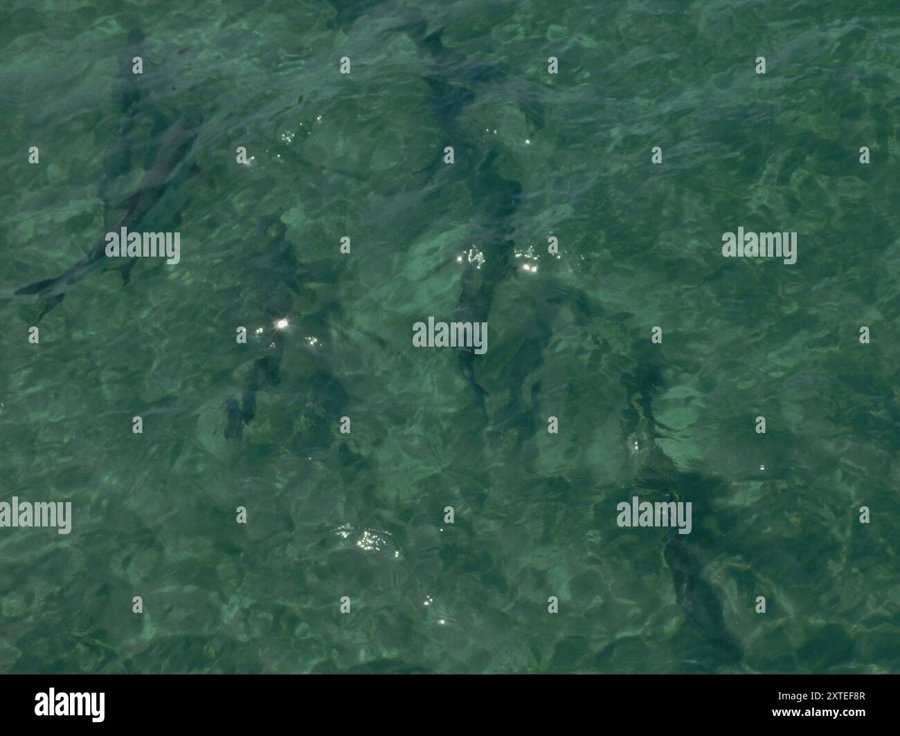 Atlantic Tarpon (Megalops atlanticus) Actinopterygii Stock Photo - Alamy