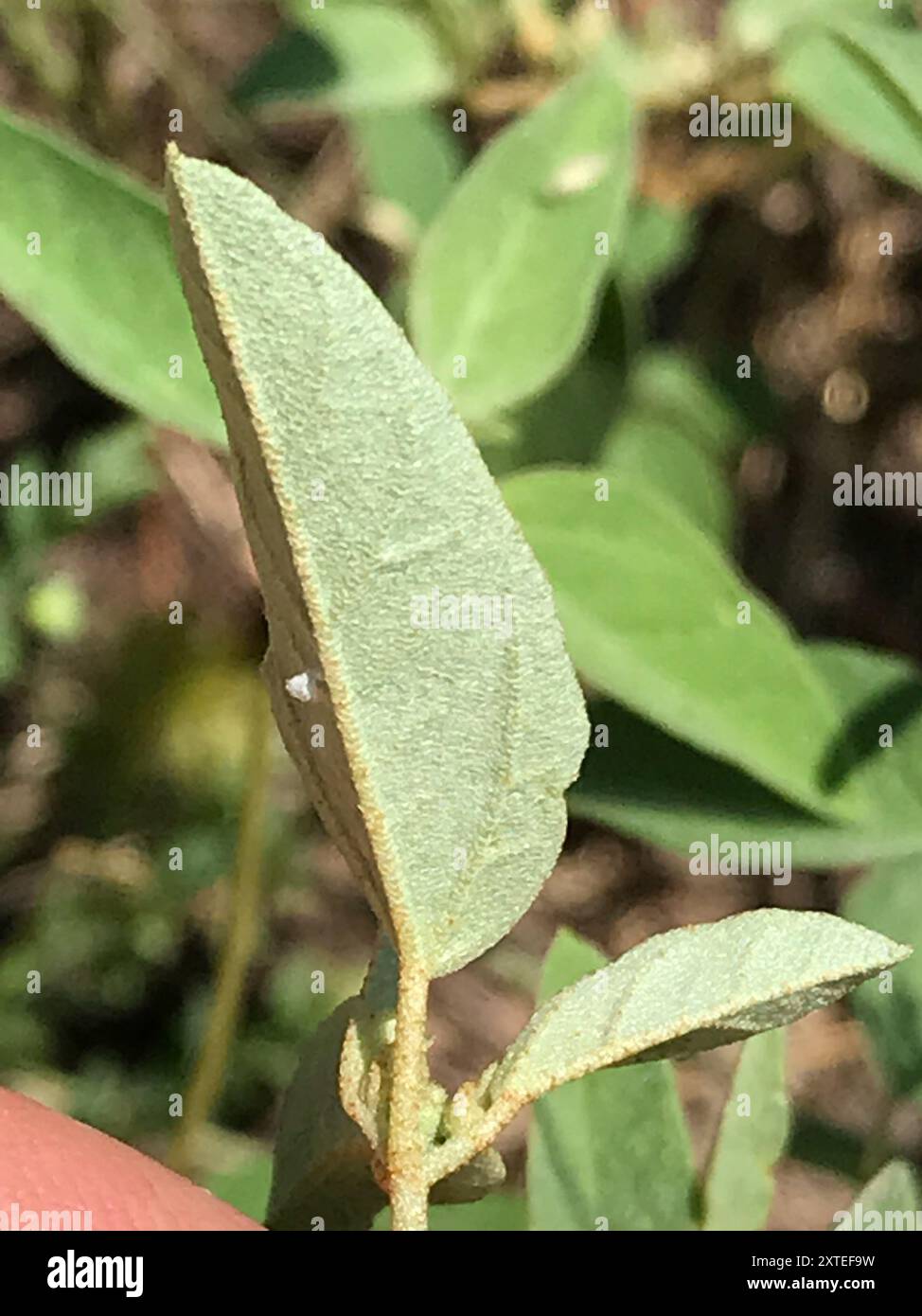 Prairie Tea (Croton monanthogynus) Plantae Stock Photo - Alamy
