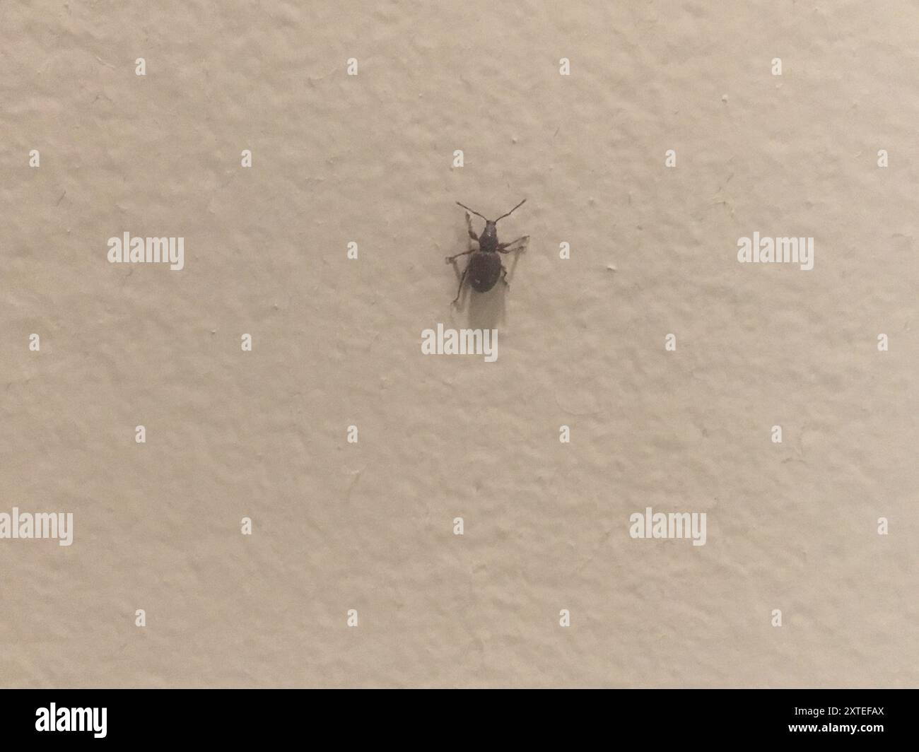 Strawberry Root Weevil (Otiorhynchus ovatus) Insecta Stock Photo - Alamy