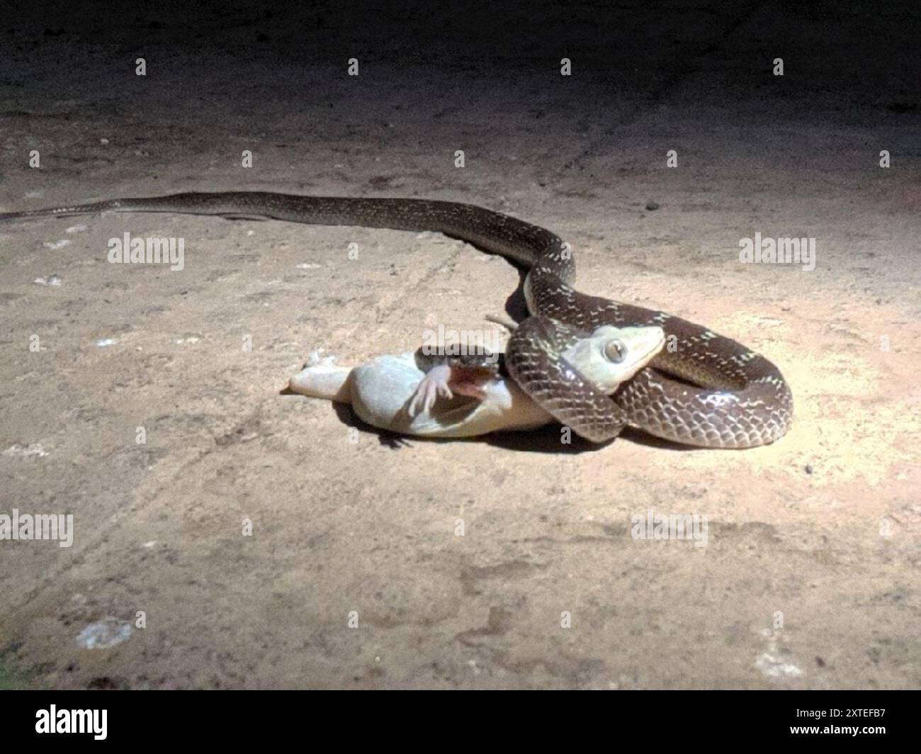 Indian wolf snake hi-res stock photography and images - Alamy