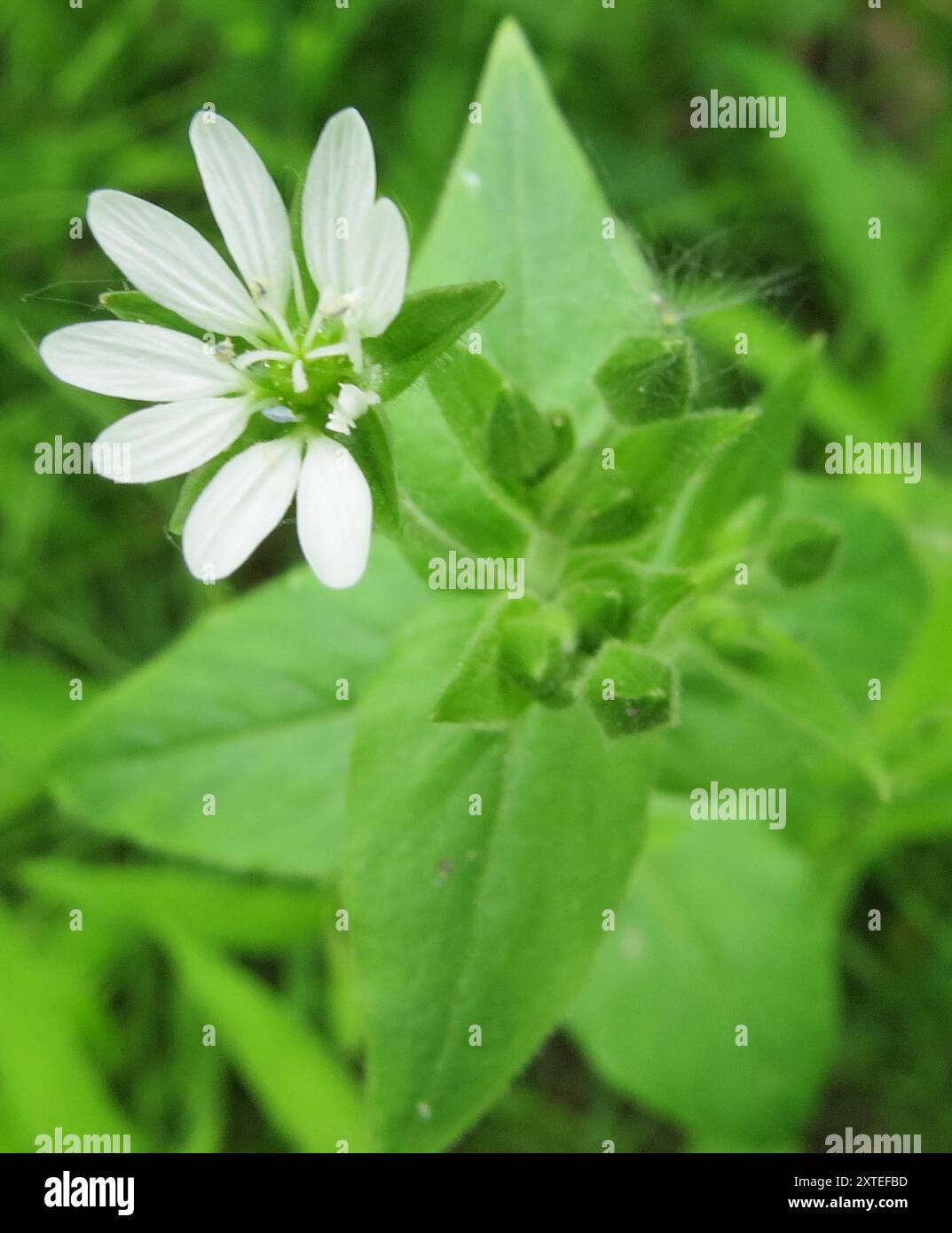 Water Chickweed (Stellaria aquatica) Plantae Stock Photo - Alamy