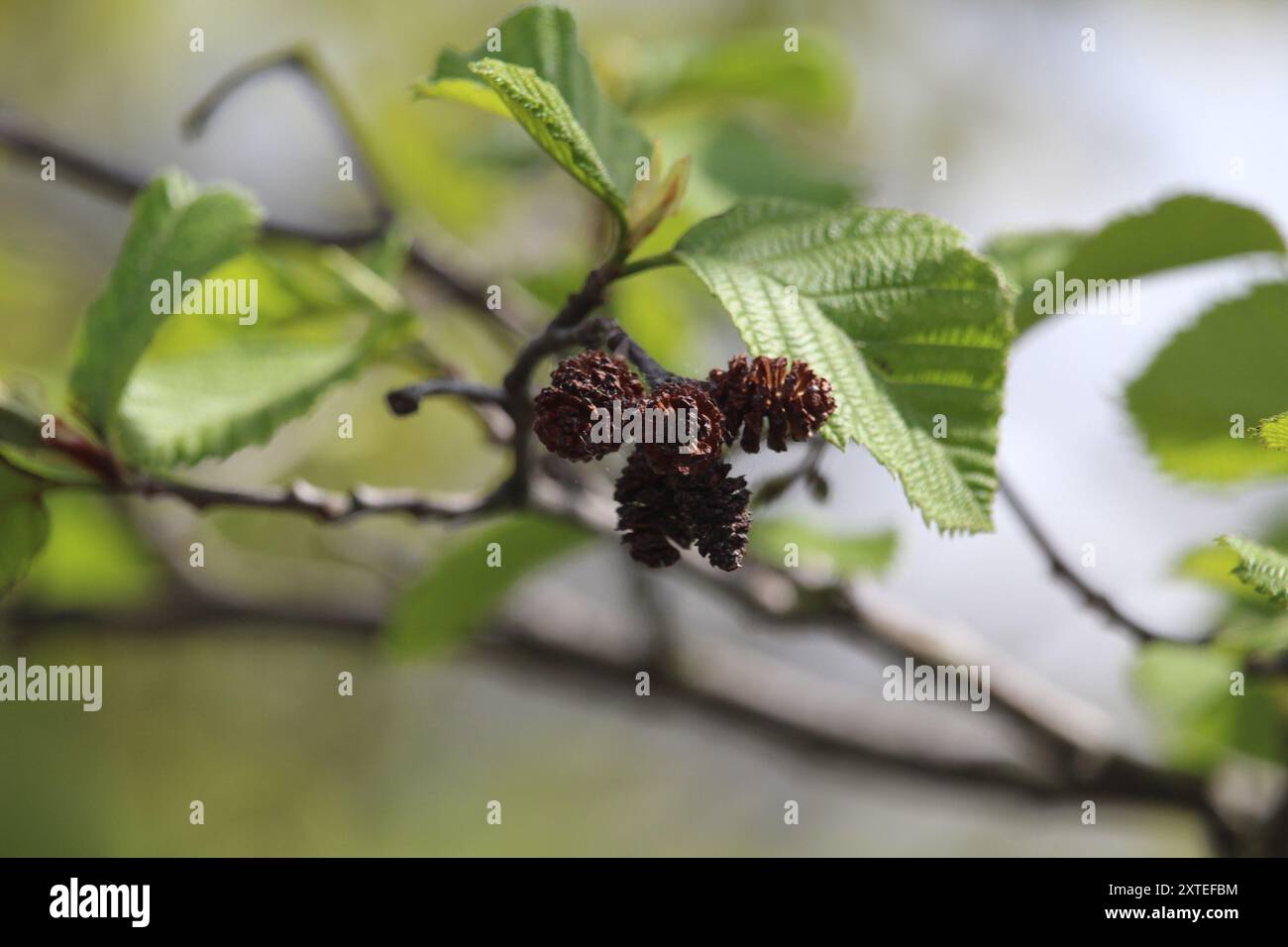 grey alder (Alnus incana) Plantae Stock Photo - Alamy