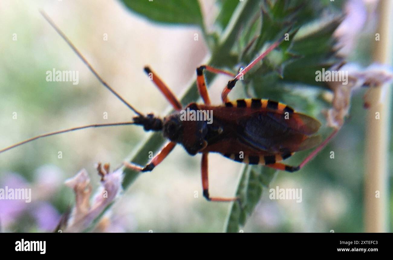 Flower Assassin Bugs (Rhynocoris) Insecta Stock Photo - Alamy