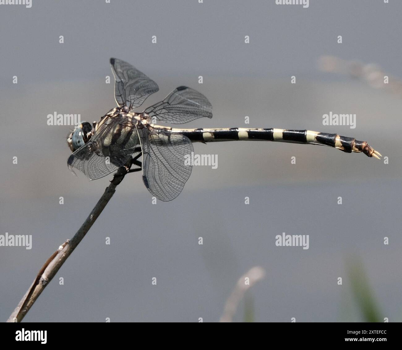 Four-striped Leaftail (Phyllogomphoides stigmatus) Insecta Stock Photo ...