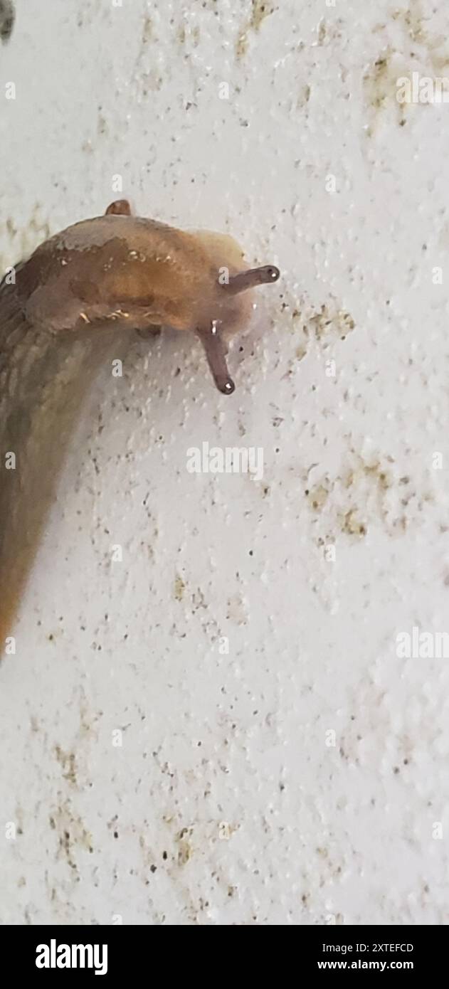 Western Dusky Slug (Arion subfuscus) Mollusca Stock Photo - Alamy