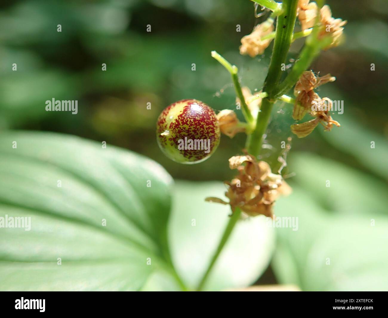 Western Lily of the Valley (Maianthemum dilatatum) Plantae Stock Photo ...