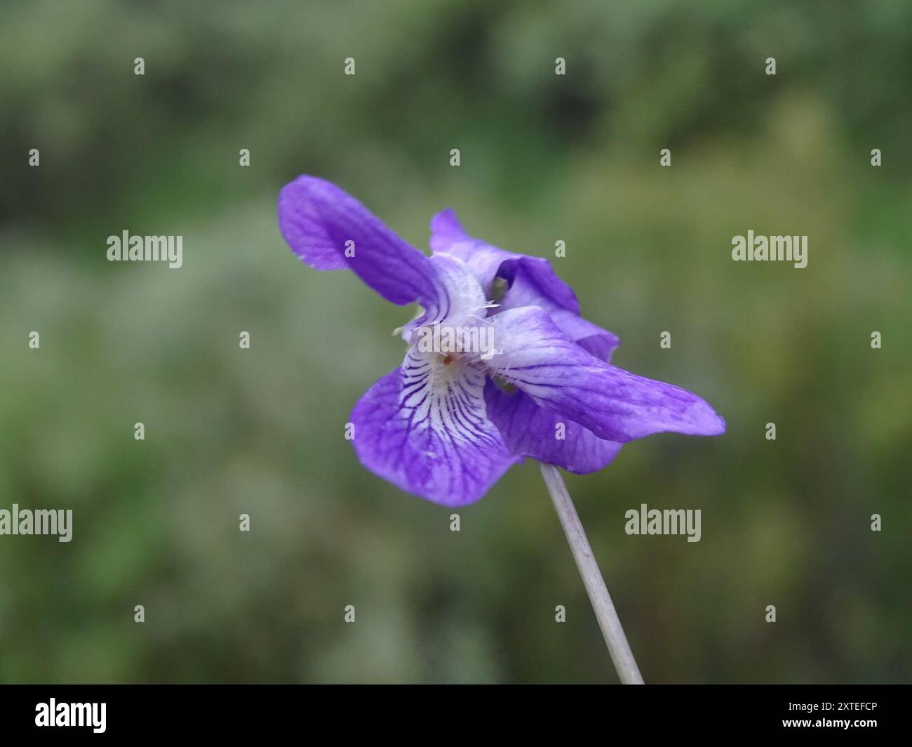 Nephrophylla hi-res stock photography and images - Alamy