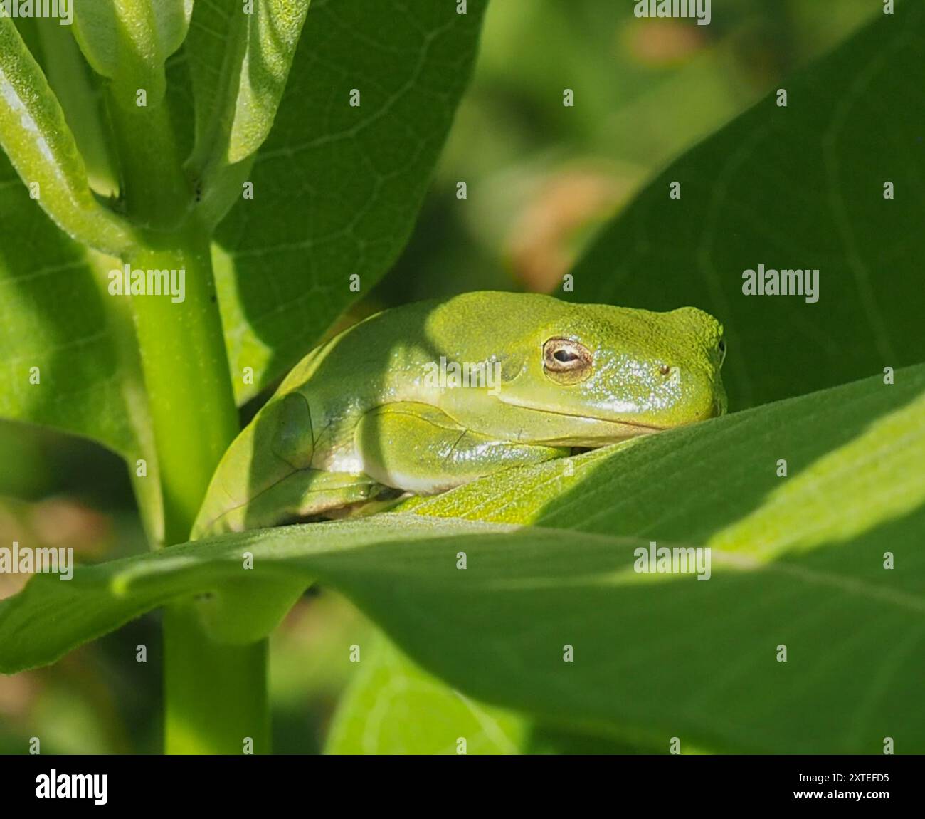 Green Treefrog (Hyla cinerea) Amphibia Stock Photo - Alamy