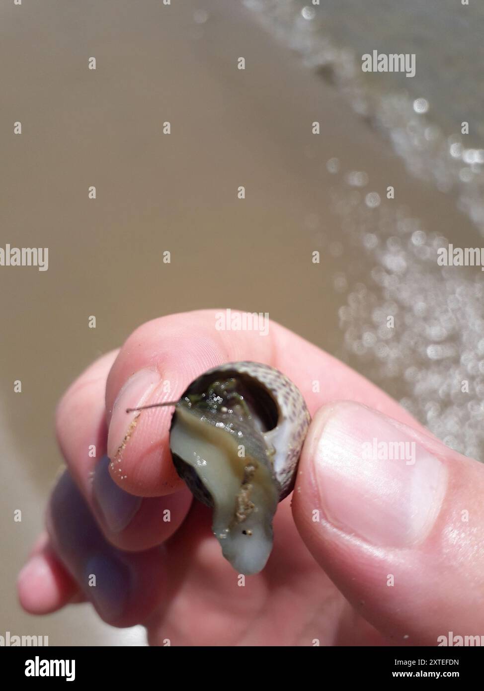 Turbinate Monodont (Phorcus turbinatus) Mollusca Stock Photo - Alamy