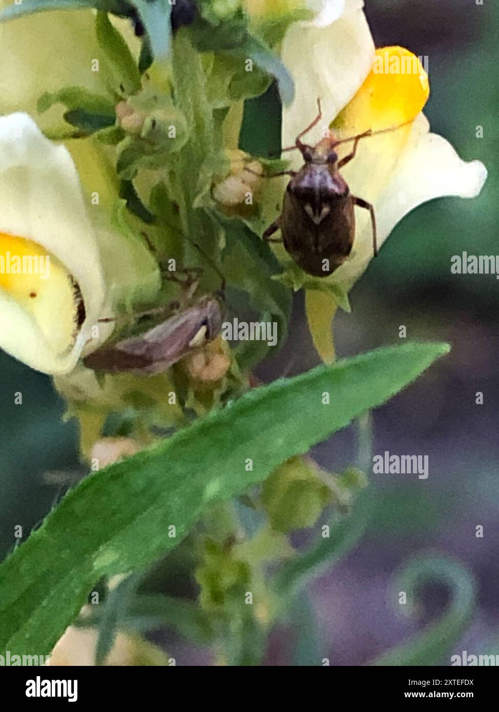 Lygus Bugs (Lygus) Insecta Stock Photo - Alamy