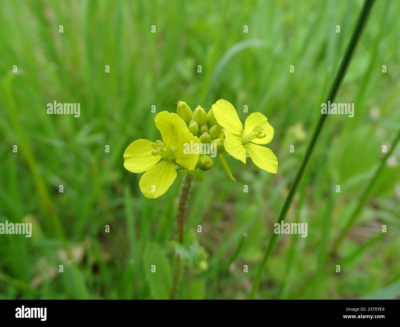 charlock (Rhamphospermum arvense) Plantae Stock Photo - Alamy