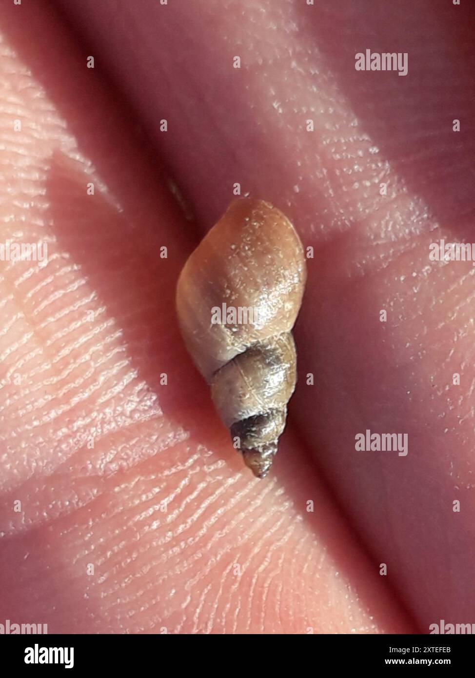 hybrid marsh pond snail (Stagnicola palustris) Mollusca Stock Photo - Alamy