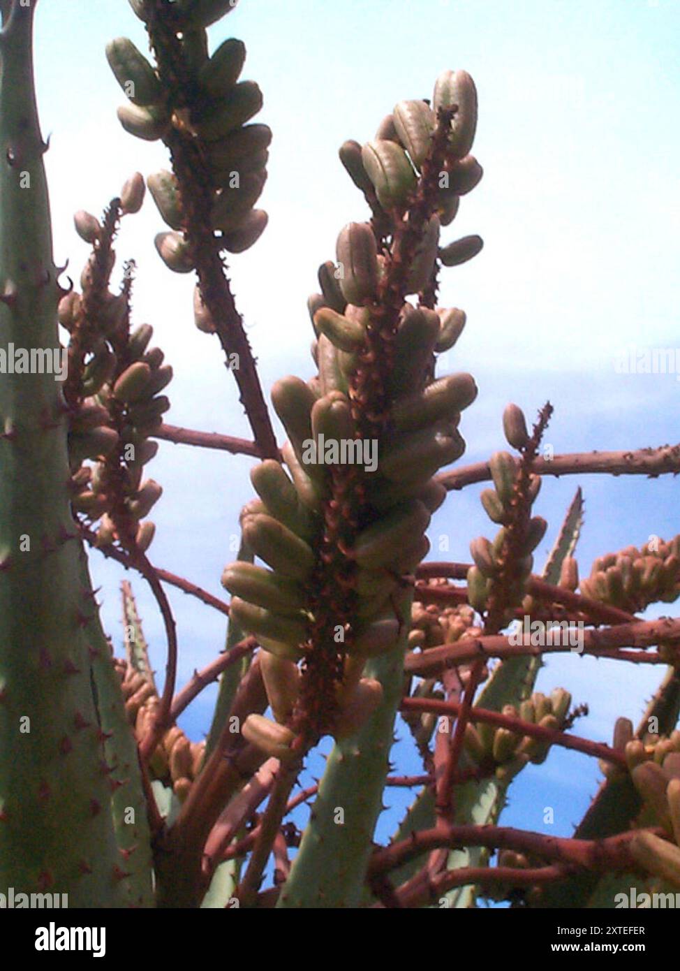 mountain aloe (Aloe marlothii) Plantae Stock Photo - Alamy