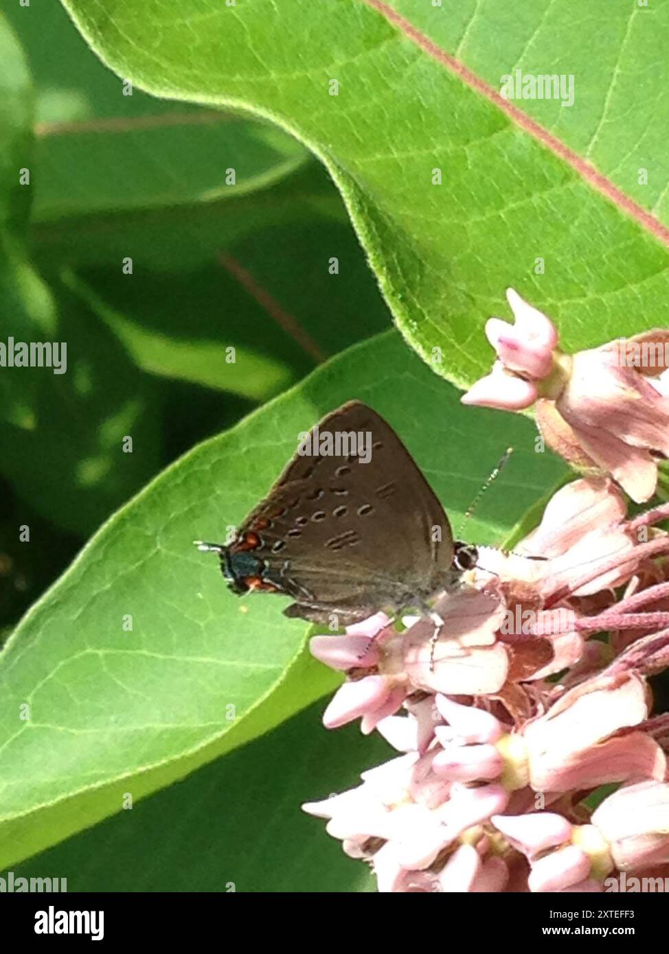 Satyrium edwardsii hi-res stock photography and images - Alamy