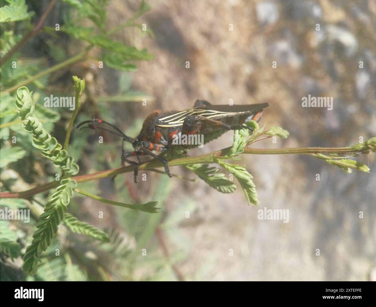 Pachylis hi-res stock photography and images - Alamy