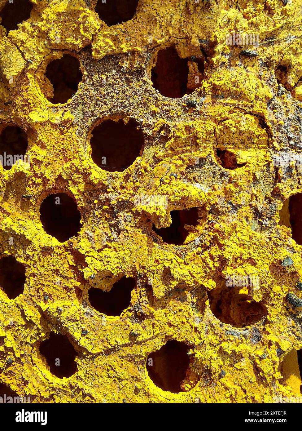 A grid structure features round holes filled with yellow sediment ...