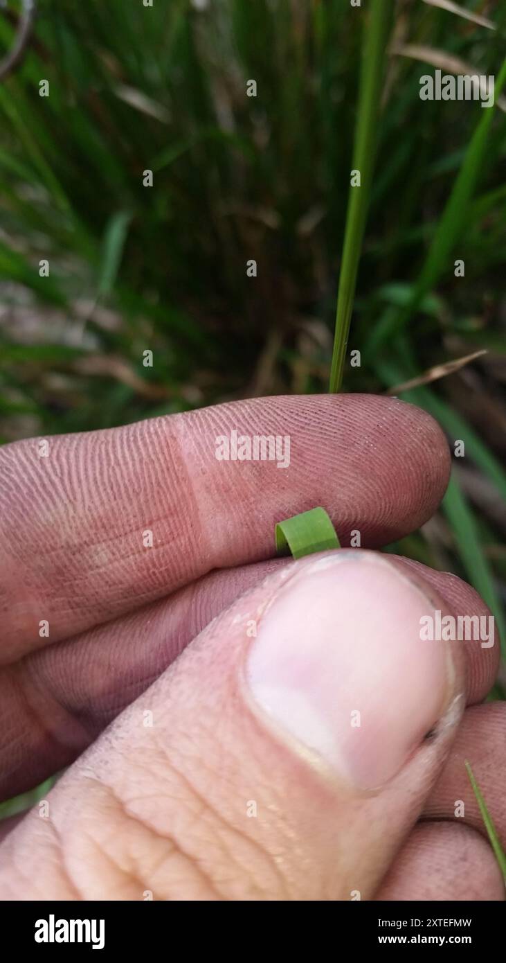 Weeping-grass (Microlaena stipoides) Plantae Stock Photo - Alamy