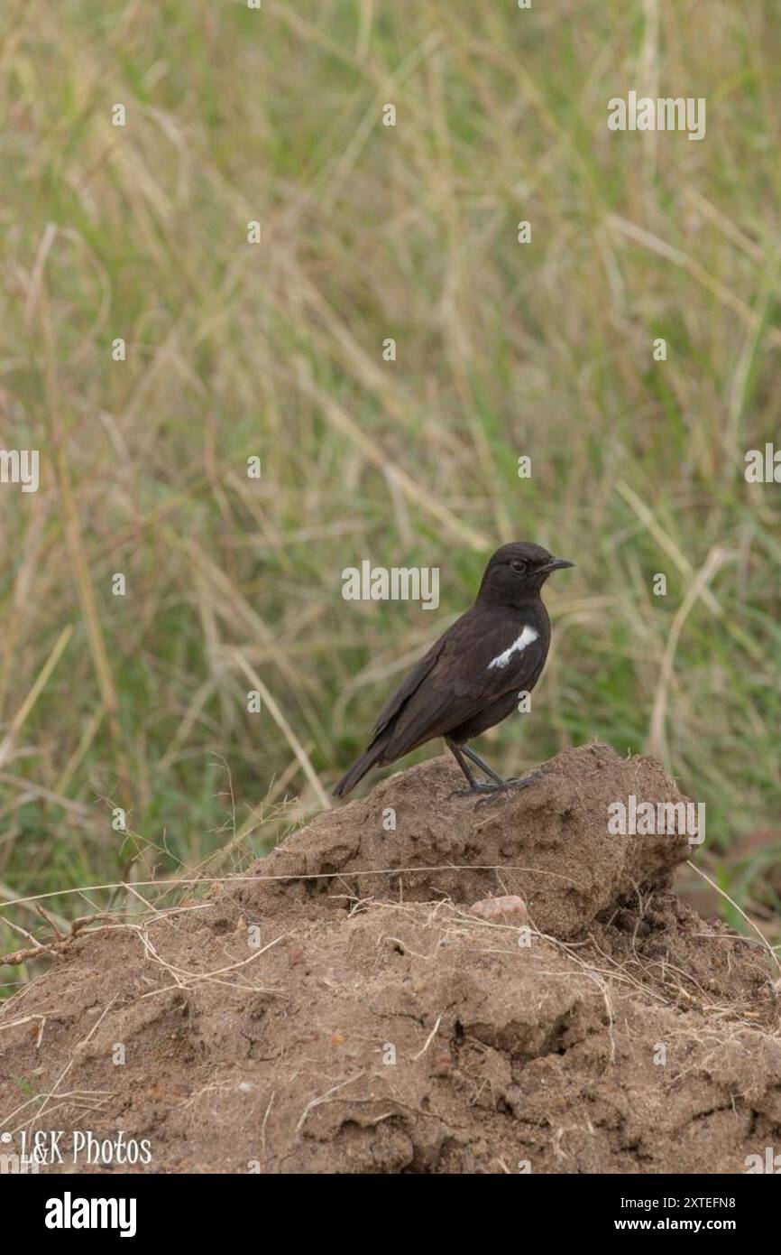 Sooty Chat (Myrmecocichla nigra) Aves Stock Photo - Alamy
