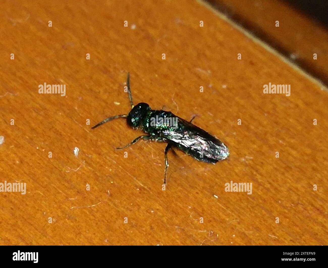 Blue Cuckoo Wasp (Trichrysis cyanea) Insecta Stock Photo - Alamy