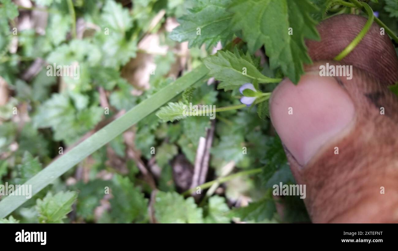 Australian Speedwell (Veronica plebeia) Plantae Stock Photo - Alamy