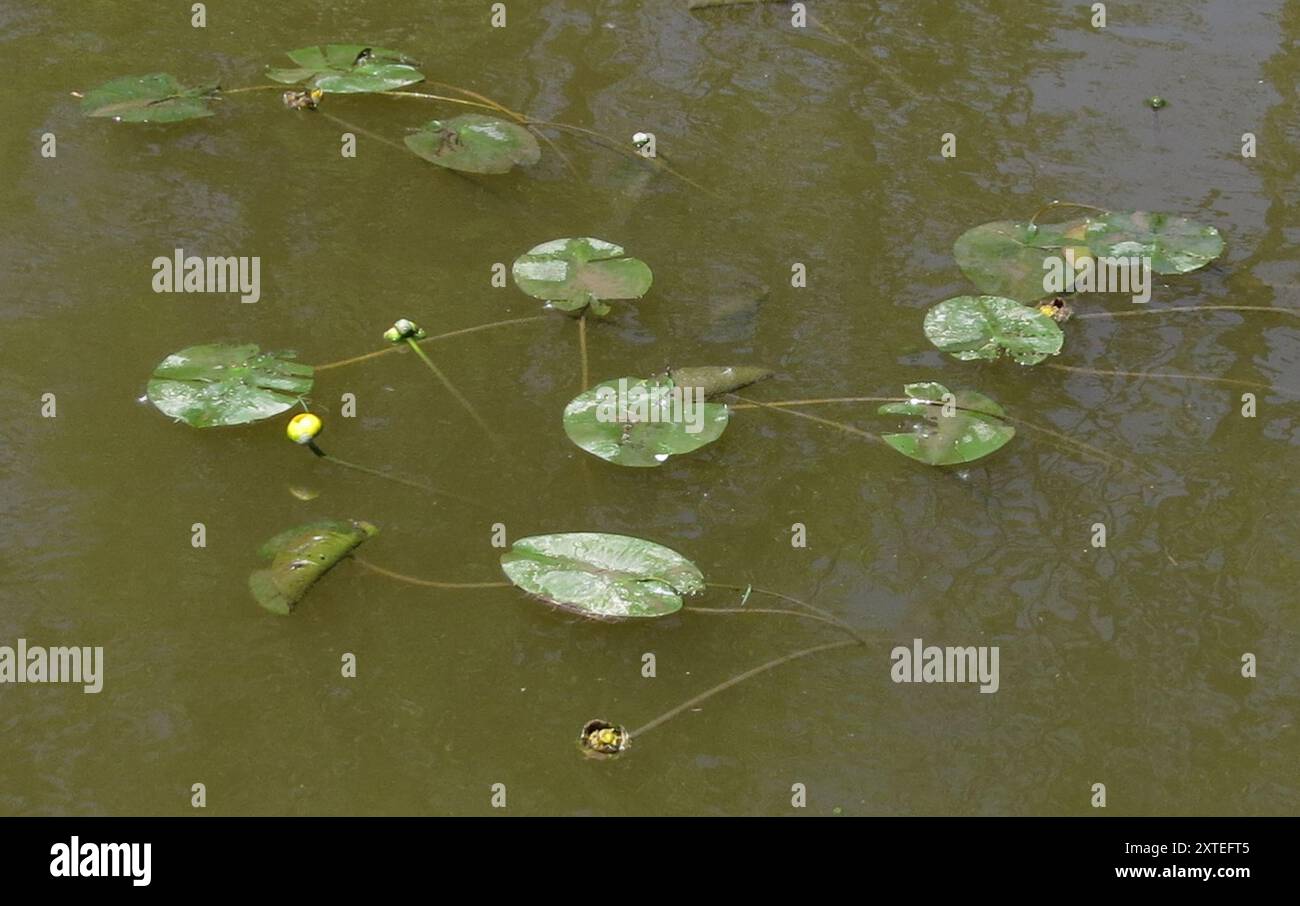 Variegated Yellow Pond-Lily (Nuphar variegata) Plantae Stock Photo - Alamy