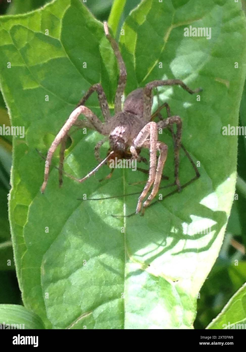 American Nursery Web Spider (Pisaurina mira) Arachnida Stock Photo - Alamy