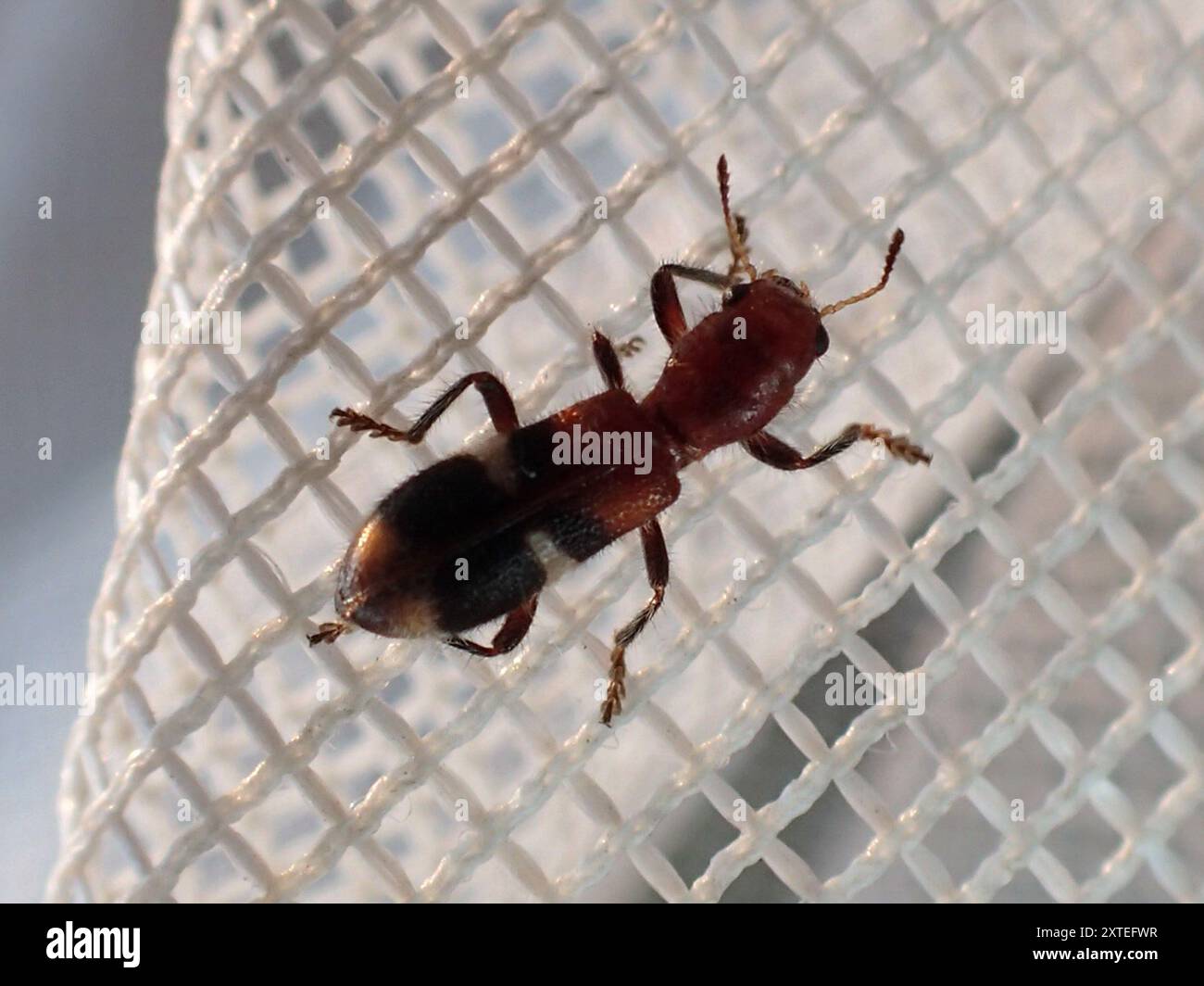 Reddish Checkered Beetle (Enoclerus rosmarus) Insecta Stock Photo - Alamy