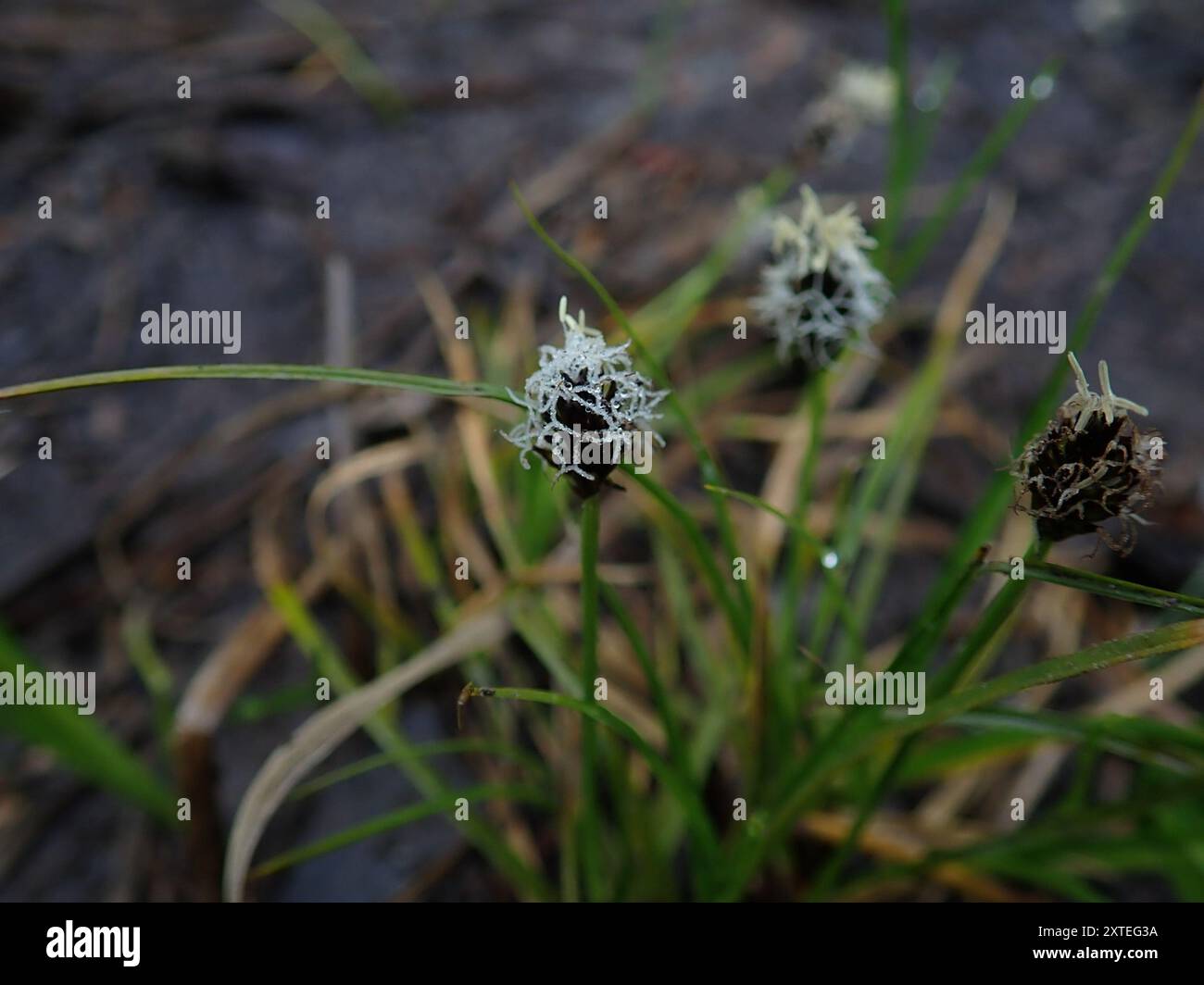 monocots (Liliopsida) Plantae Stock Photo - Alamy
