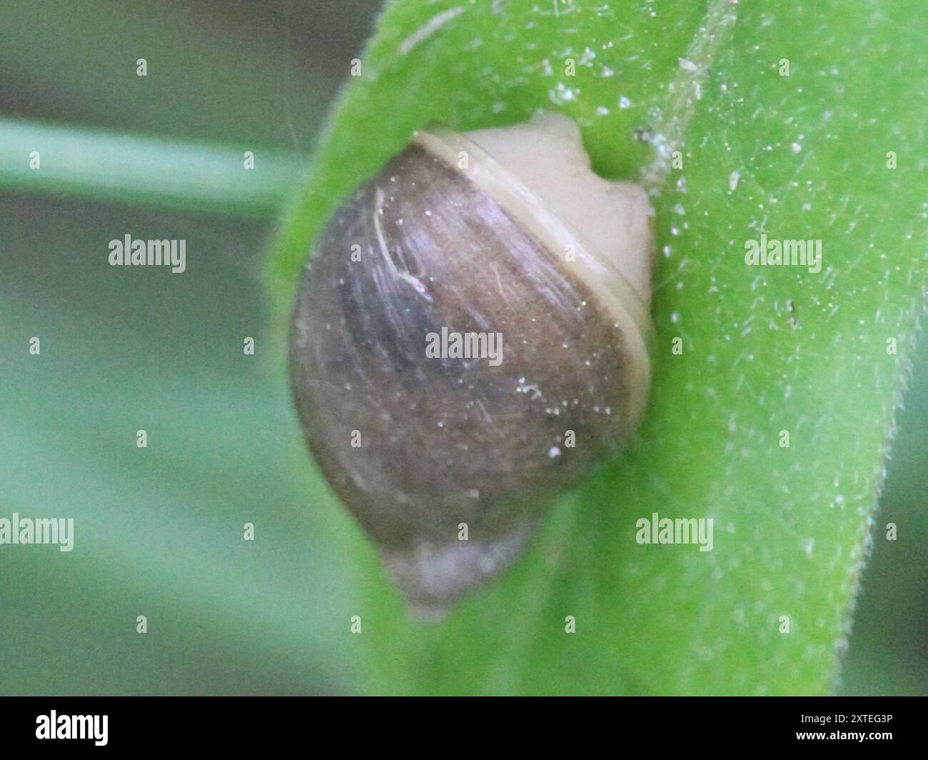 Amber Snails (Succineidae) Mollusca Stock Photo - Alamy