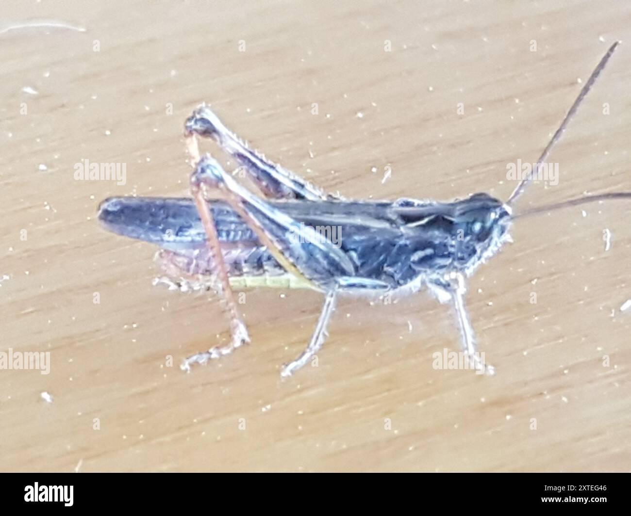 Bow-winged Grasshopper (Chorthippus biguttulus) Insecta Stock Photo - Alamy