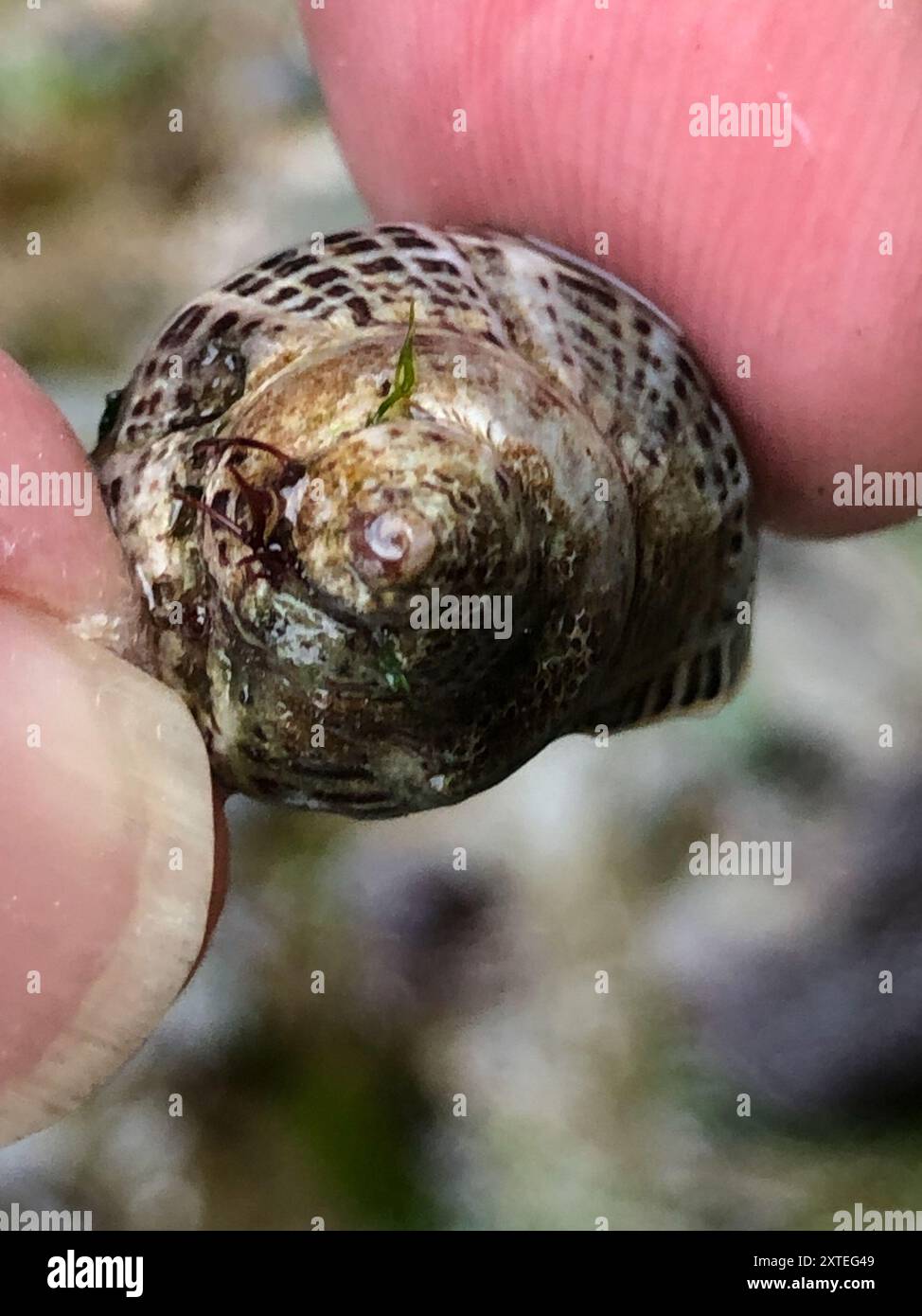 Spotted Unicorn (Acanthinucella punctulata) Mollusca Stock Photo - Alamy