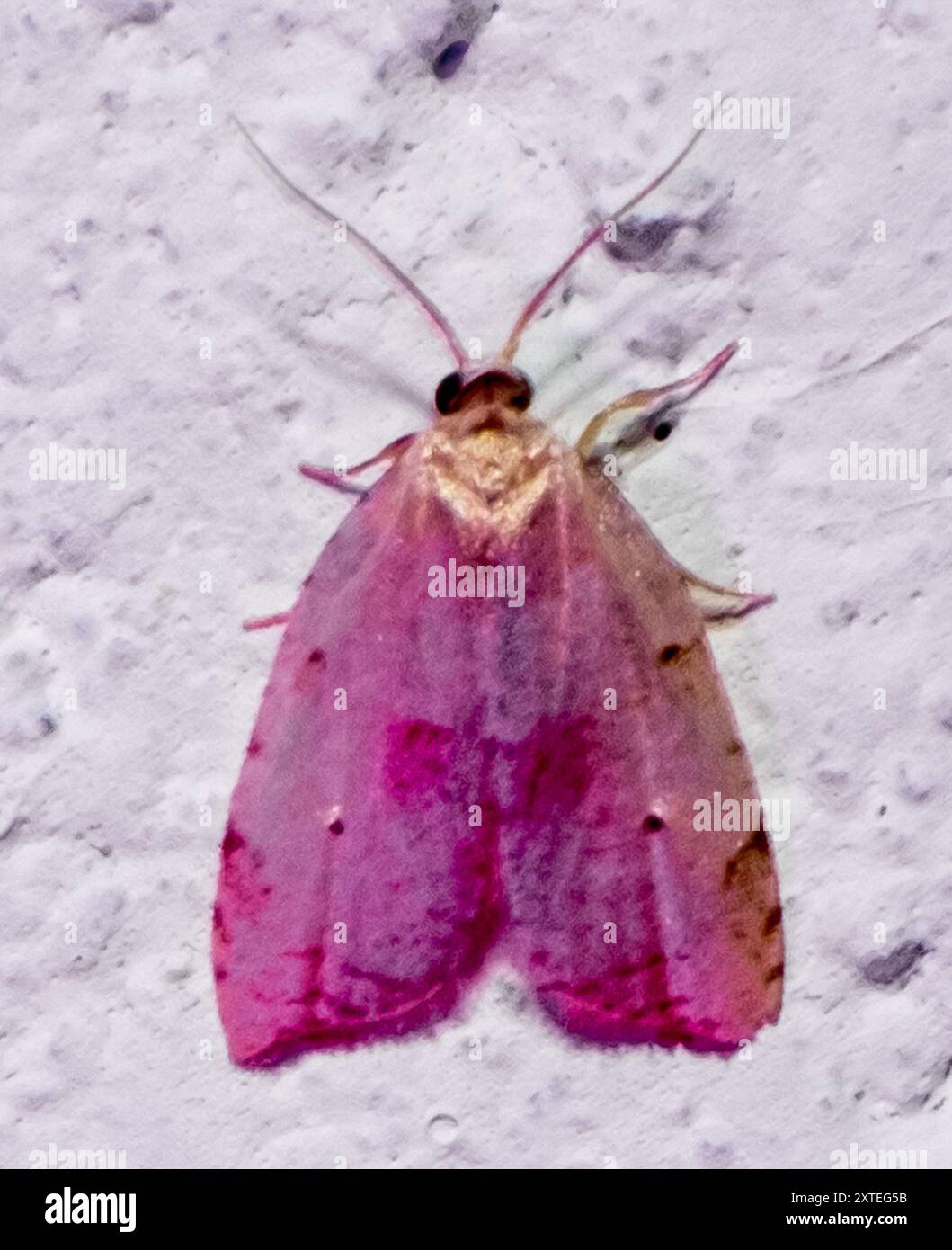 Batman Moth (Coelostathma discopunctana) Insecta Stock Photo - Alamy