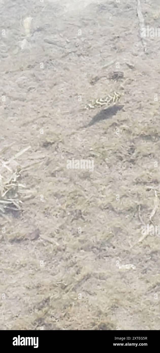 Checkered Puffer (Sphoeroides testudineus) Actinopterygii Stock Photo ...