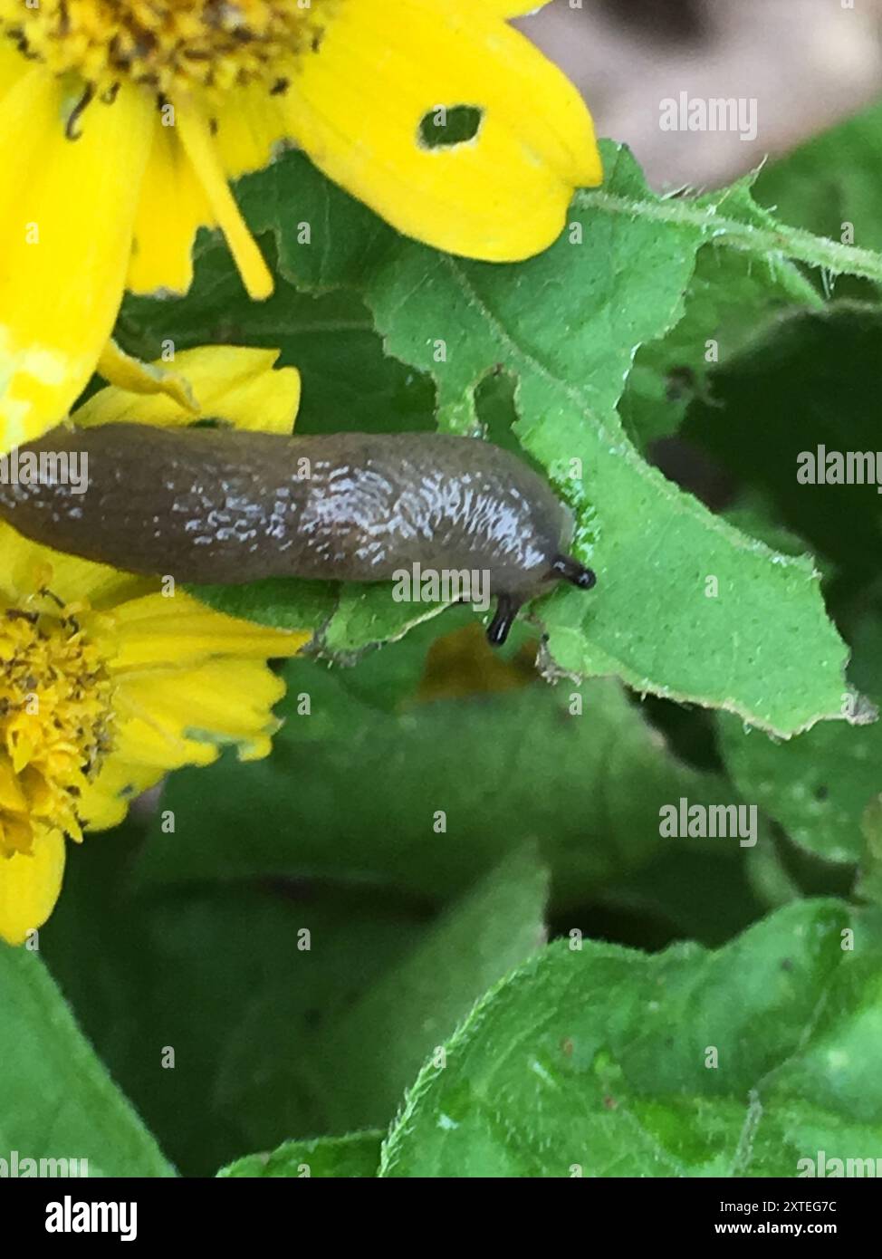 Meadow Slug (Deroceras laeve) Mollusca Stock Photo - Alamy