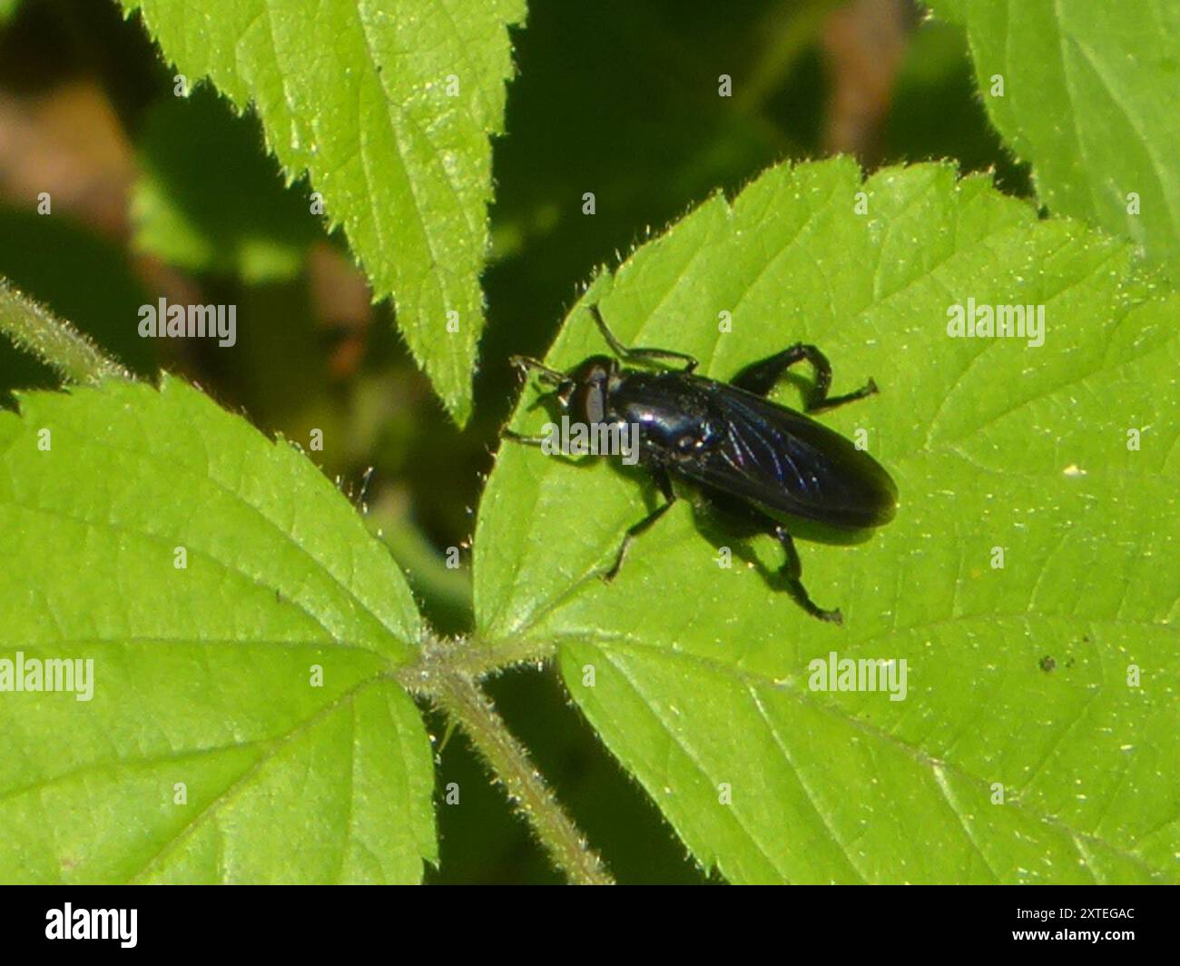 Chalcosyrphus hi-res stock photography and images - Alamy