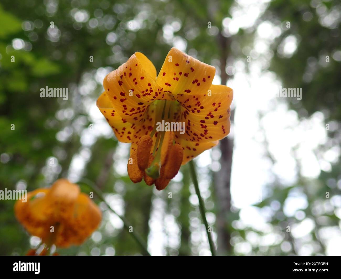Columbia lily (Lilium columbianum) Plantae Stock Photo - Alamy