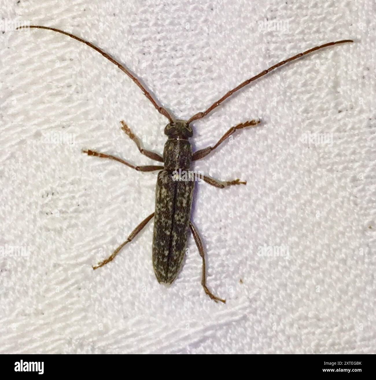 Twig Pruner (Anelaphus villosus) Insecta Stock Photo - Alamy