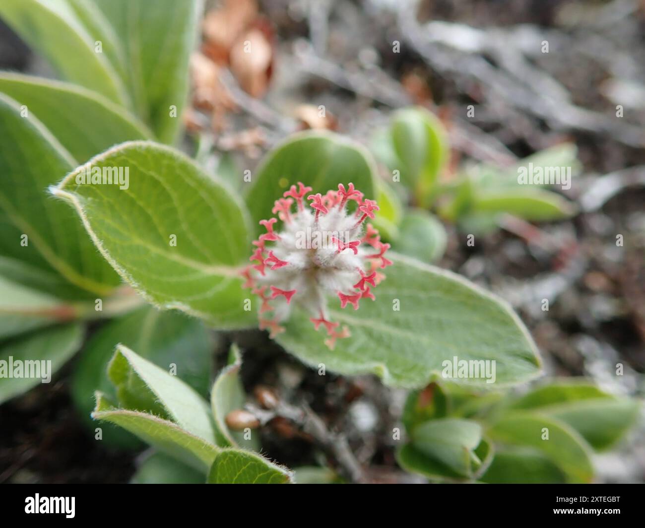 arctic willow (Salix arctica) Plantae Stock Photo - Alamy
