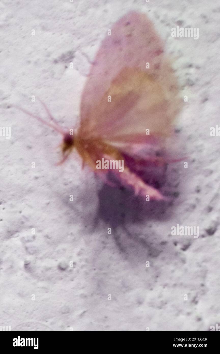 Batman Moth (Coelostathma discopunctana) Insecta Stock Photo - Alamy