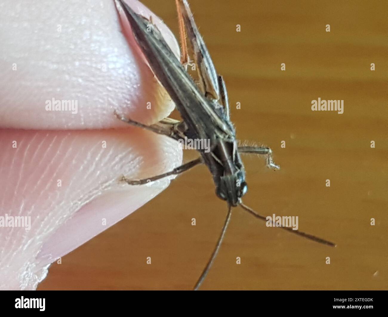 Bow-winged Grasshopper (Chorthippus biguttulus) Insecta Stock Photo - Alamy