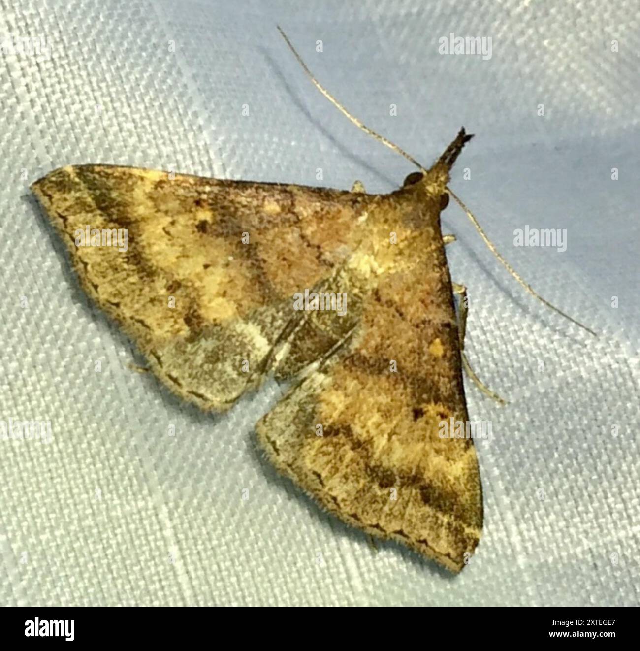 Sociable Renia Moth (Renia factiosalis) Insecta Stock Photo - Alamy