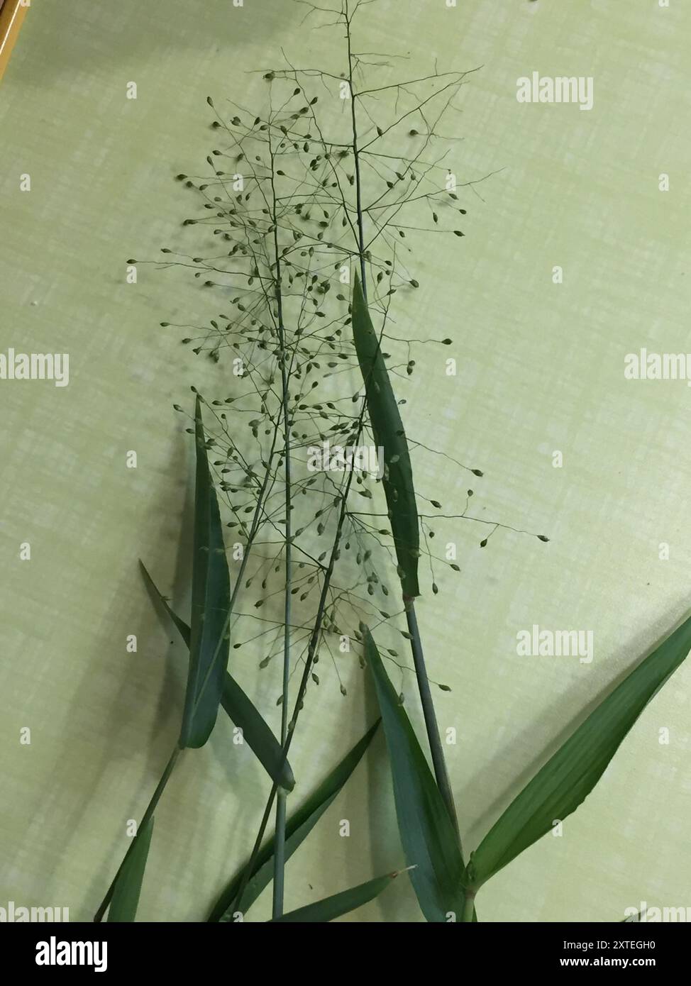 variable witchgrass (Dichanthelium commutatum) Plantae Stock Photo - Alamy