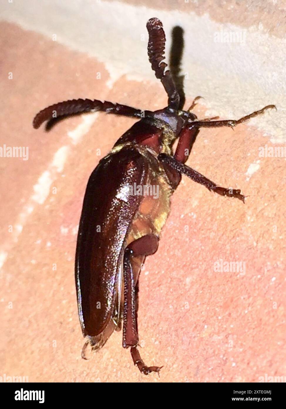 Tile-horned Prionus (Prionus imbricornis) Insecta Stock Photo - Alamy