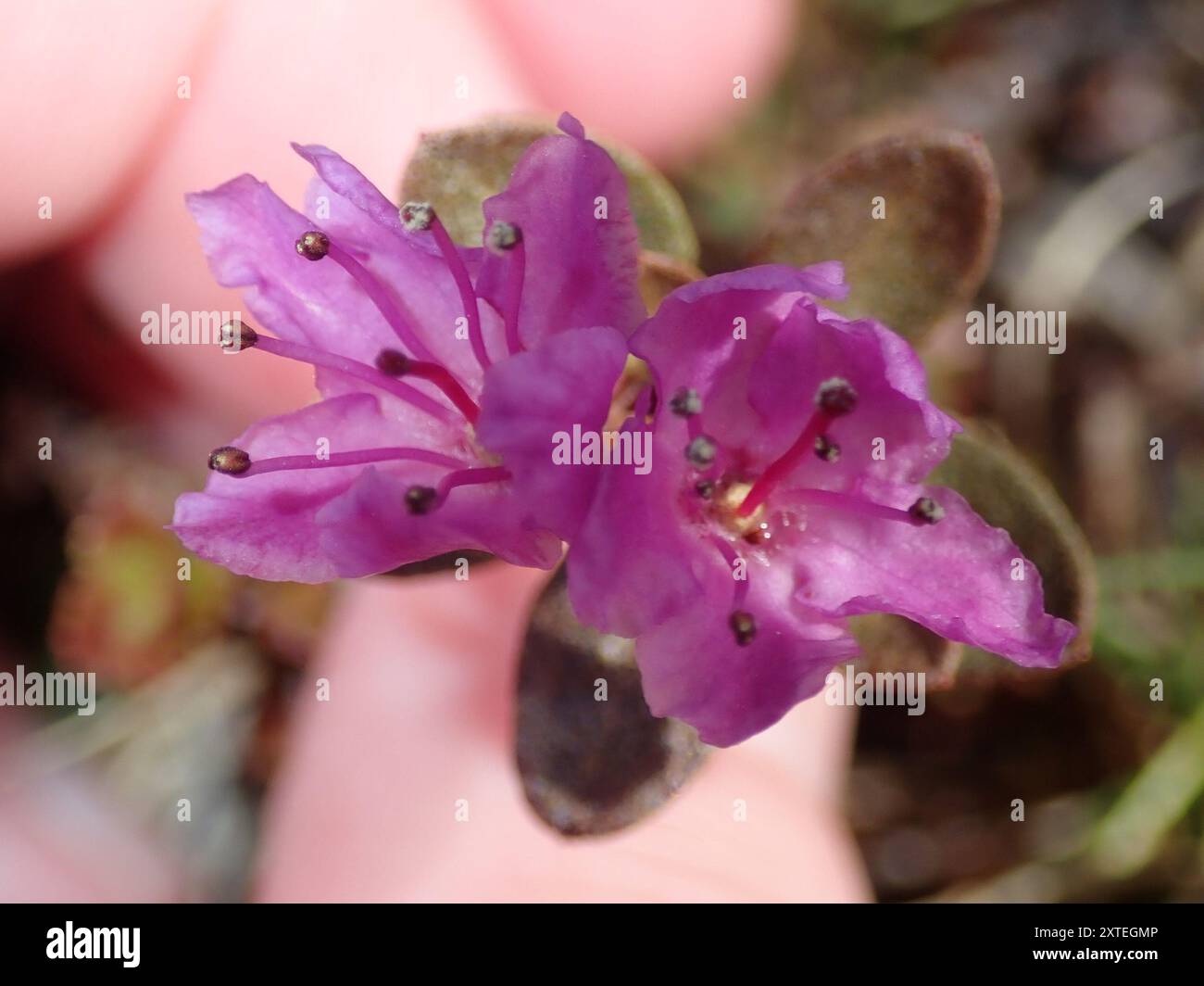 Lapland Azalea (Rhododendron lapponicum) Plantae Stock Photo - Alamy
