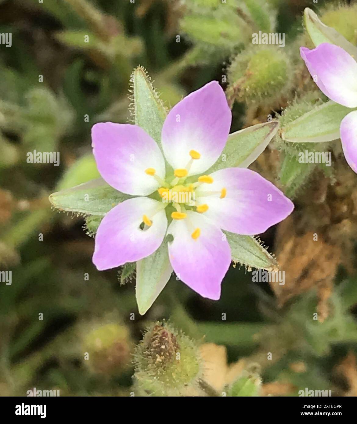 Sticky Sand-Spurrey (Spergularia macrotheca) Plantae Stock Photo - Alamy