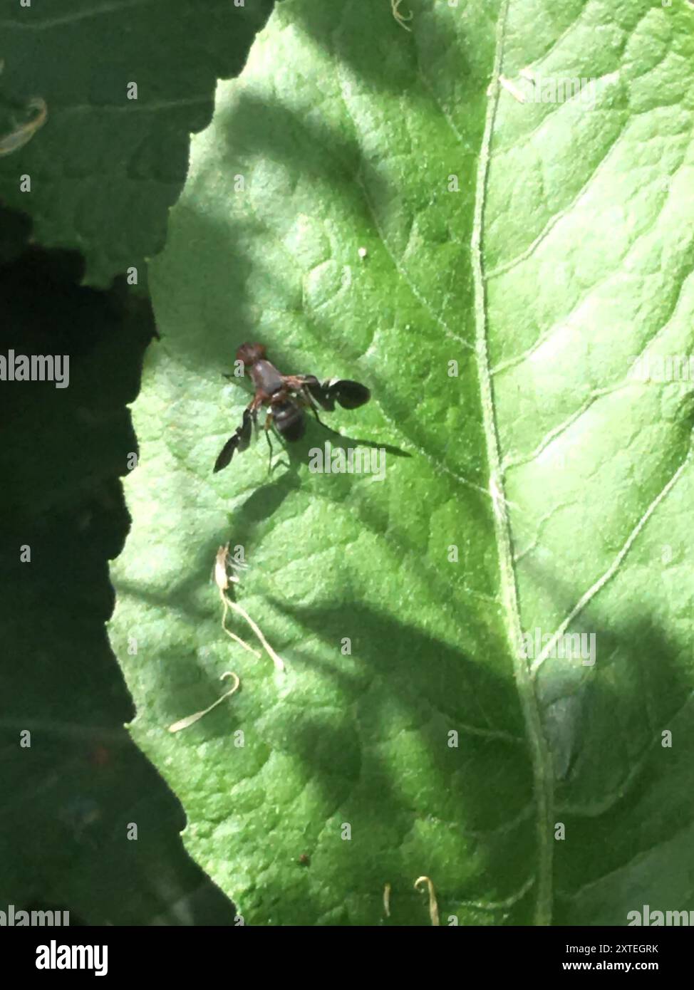 Common Picture-winged Fly (Delphinia picta) Insecta Stock Photo - Alamy