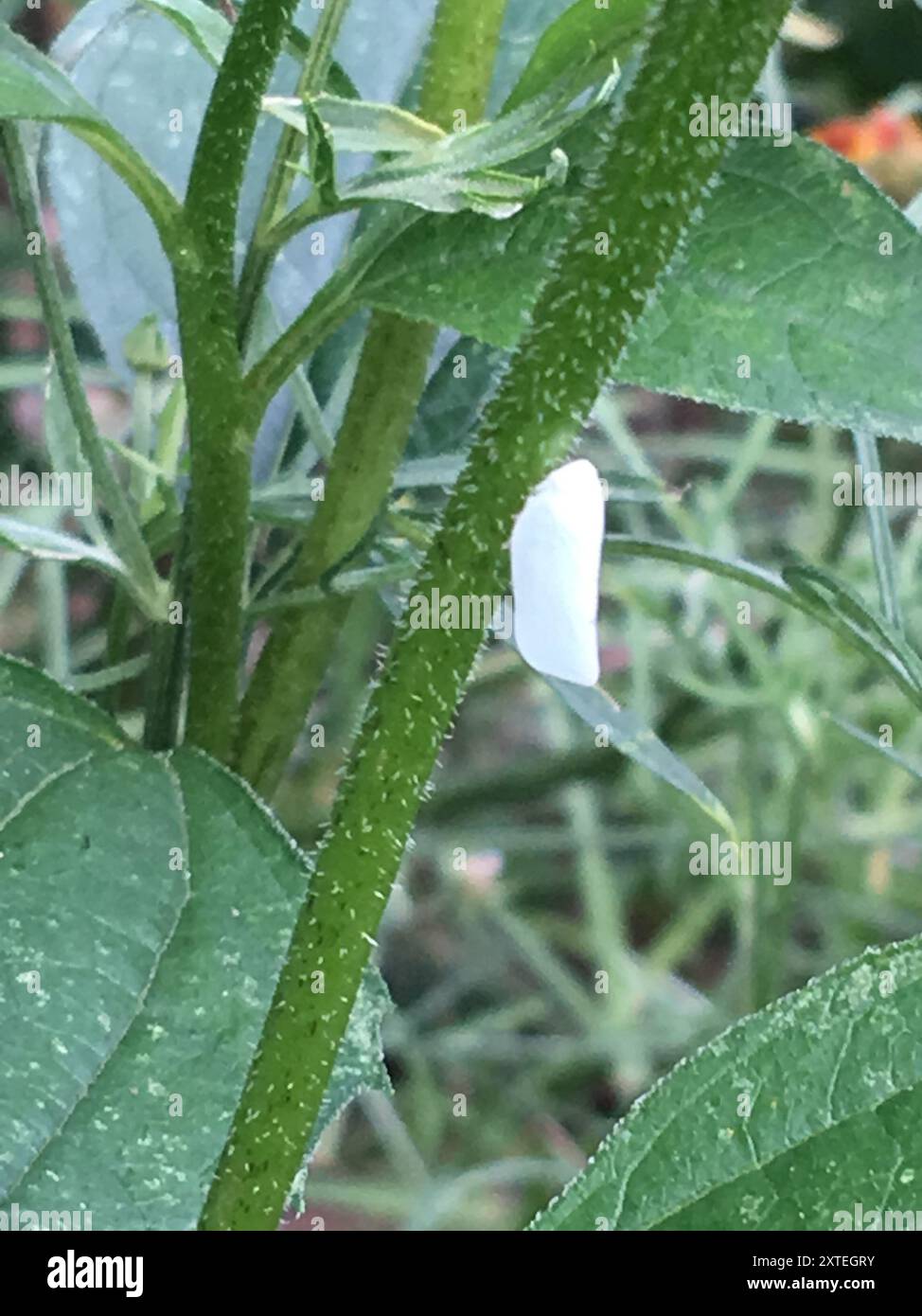 Northern Flatid Planthopper (Flatormenis proxima) Insecta Stock Photo ...