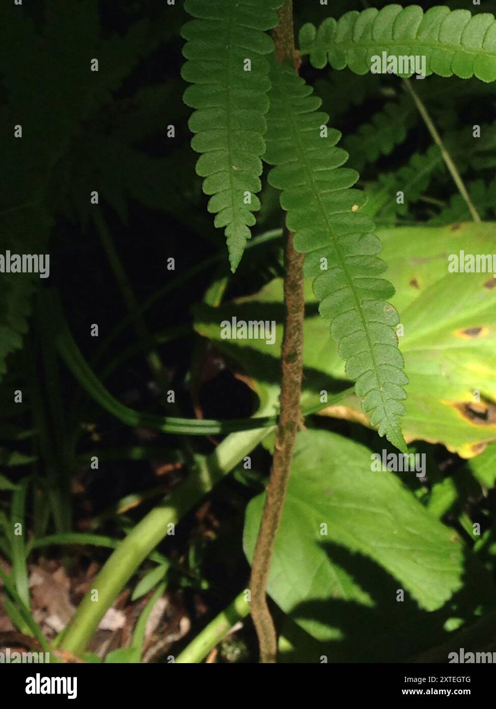 cinnamon fern (Osmundastrum cinnamomeum) Plantae Stock Photo - Alamy