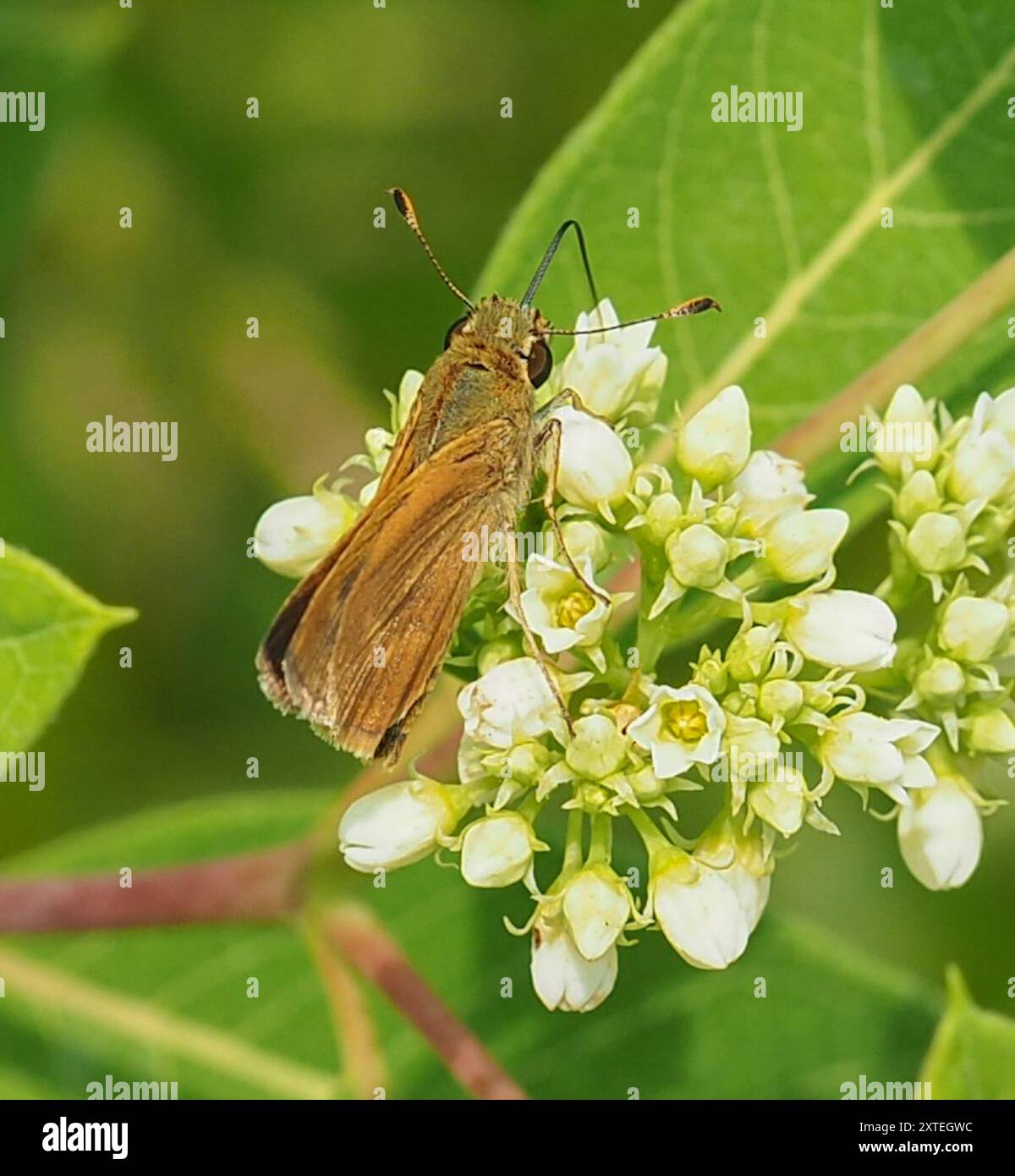 Southern Broken Dash (Polites otho) Insecta Stock Photo - Alamy