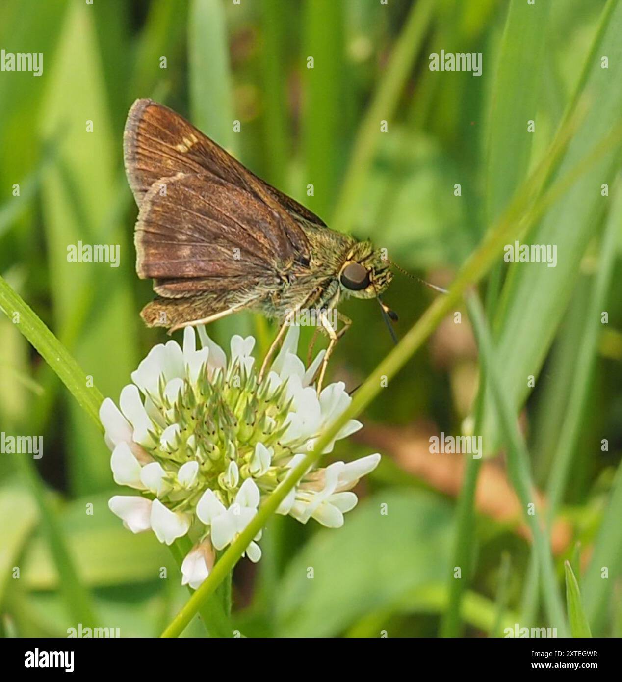 Vernia verna hi-res stock photography and images - Alamy